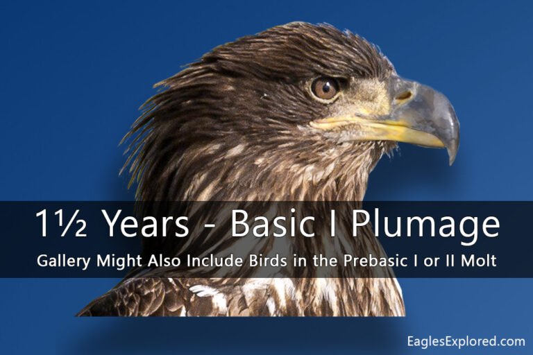 Plumage and Aging Galleries