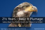 Plumage and Aging Galleries