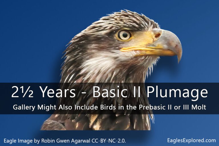 Plumage and Aging Galleries