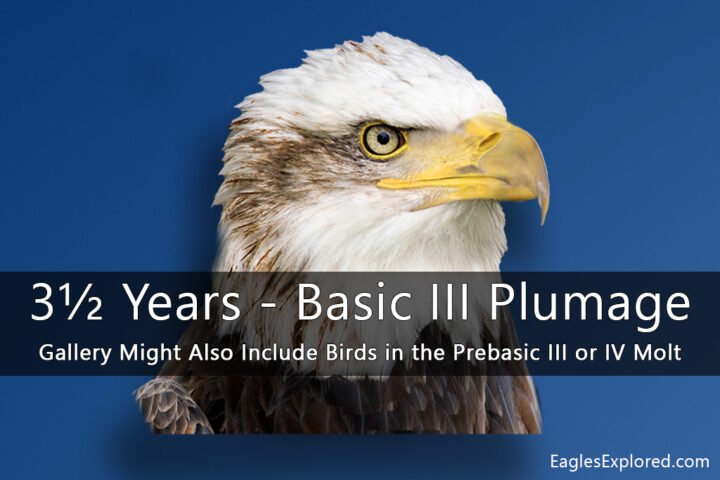 Plumage and Aging Galleries