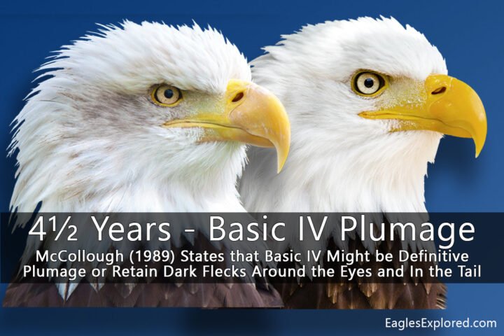 Plumage and Aging Galleries
